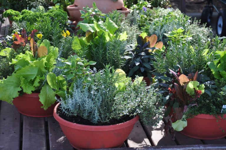 100+ Perennial Vegetables, and how they can transform your garden into ...